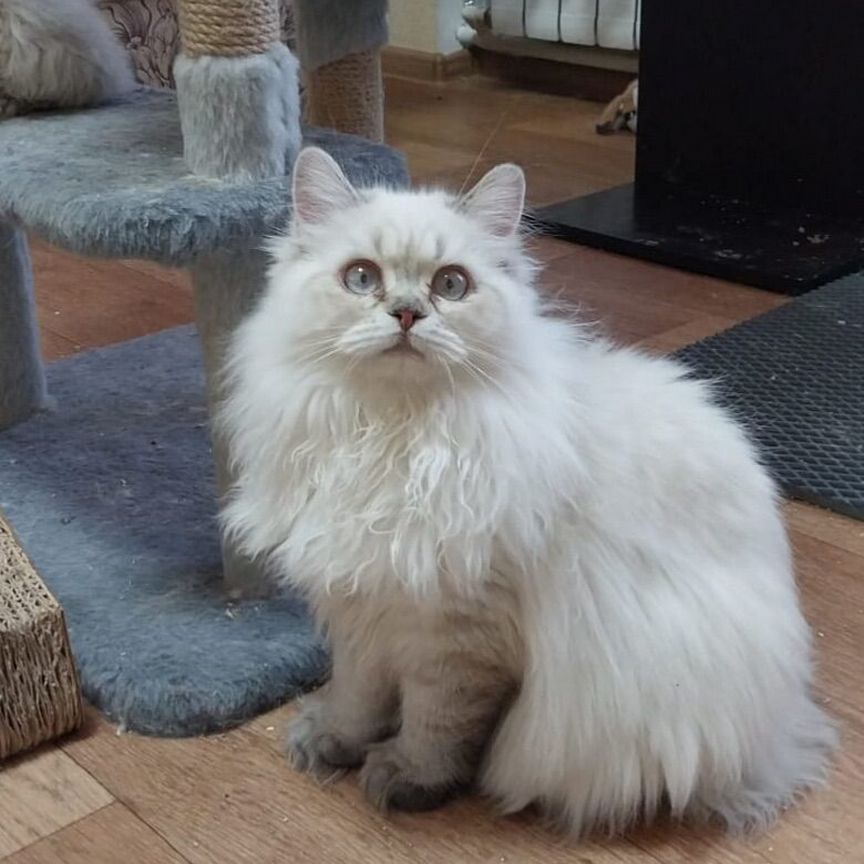Шотландская кошечка 5 мес