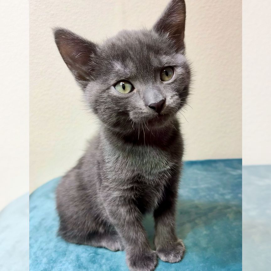 Манчкин котёнок