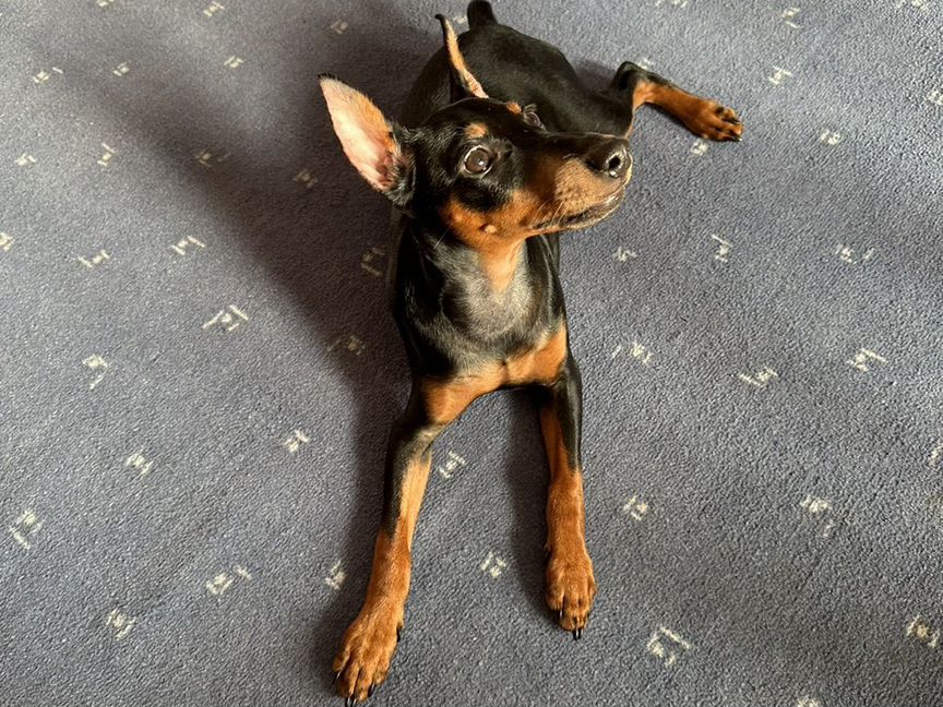 Щенки цвергпинчера мини пинчер карликовый пинчер