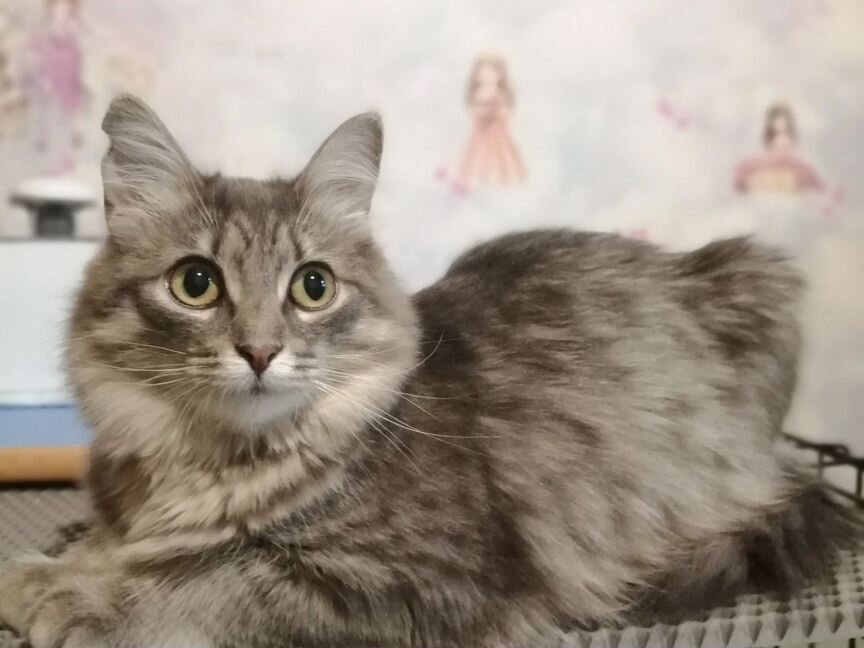 Милашка в добрые руки