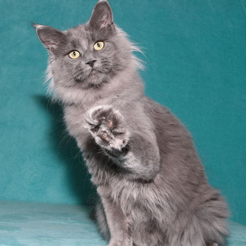 Голубая кошка мейн кун