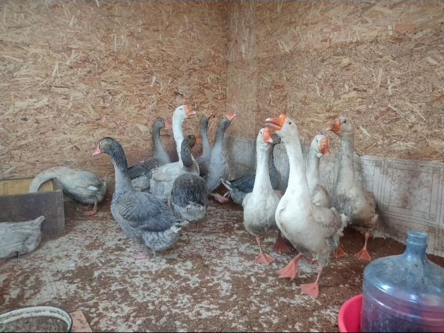 Гуси на племя больше года