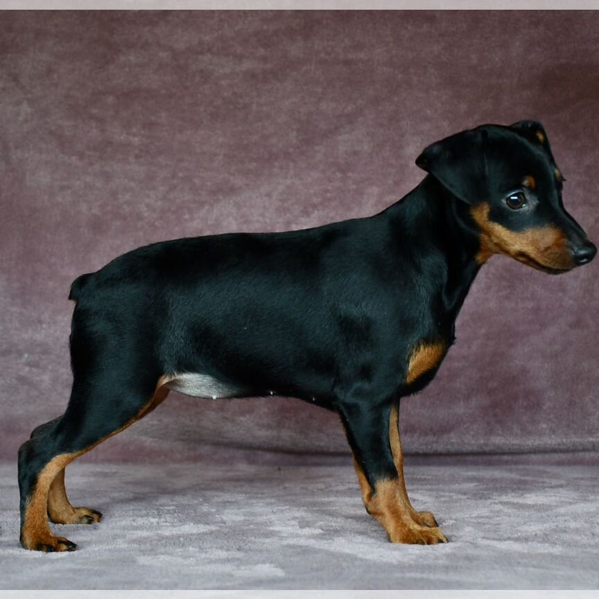 Цвергпинчер, щенок