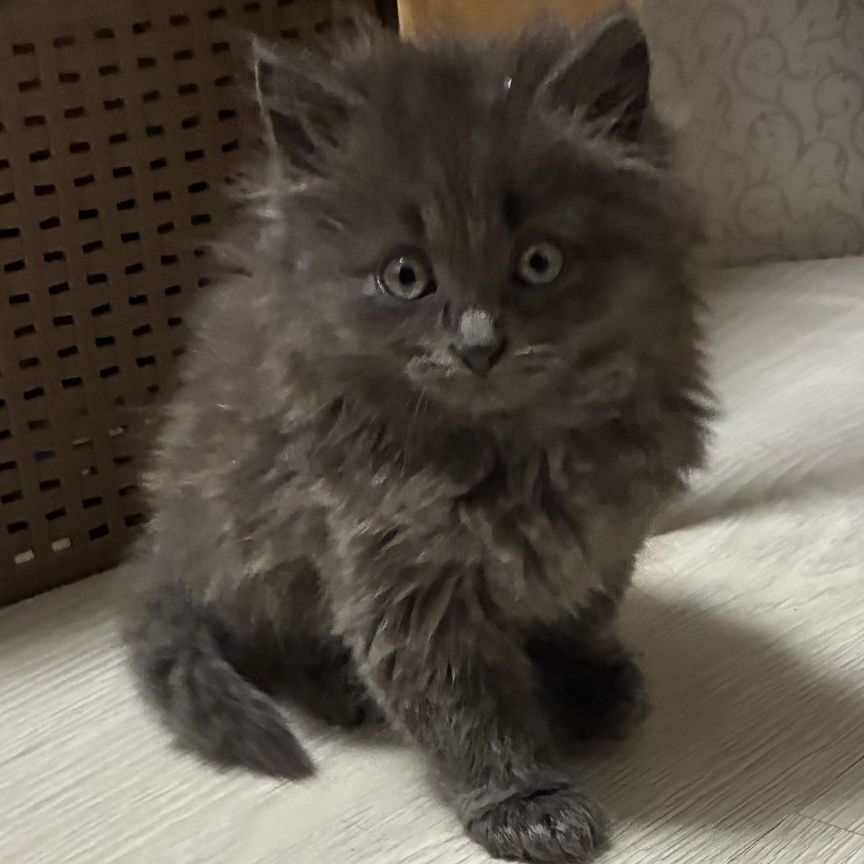 Сибирский Котёнок