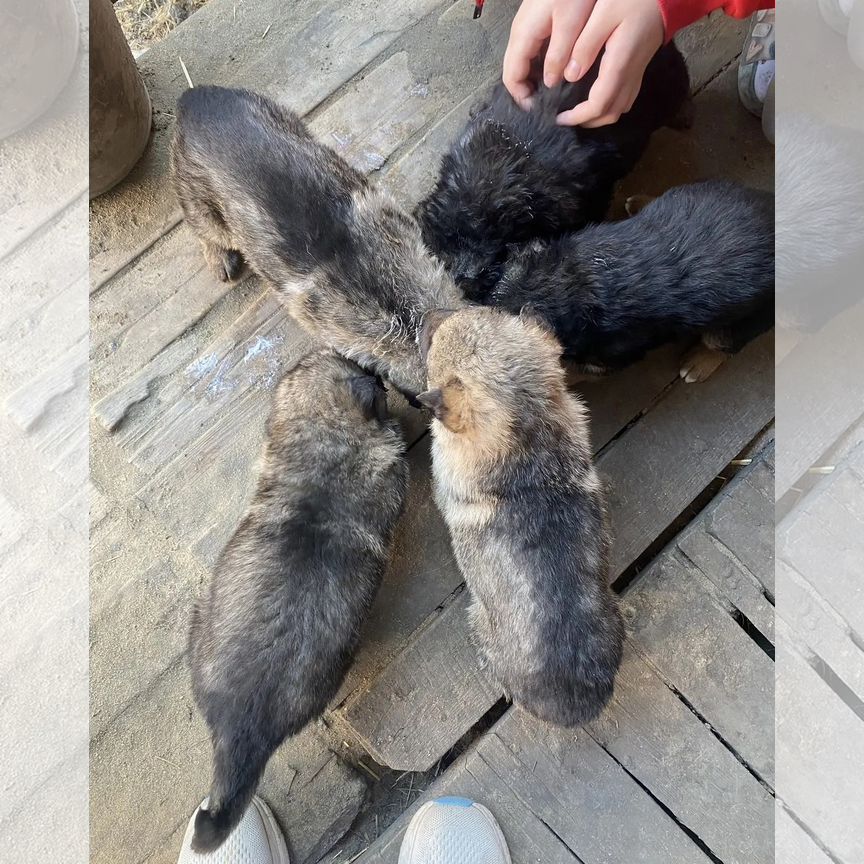 Немецкая овчарка, щенок