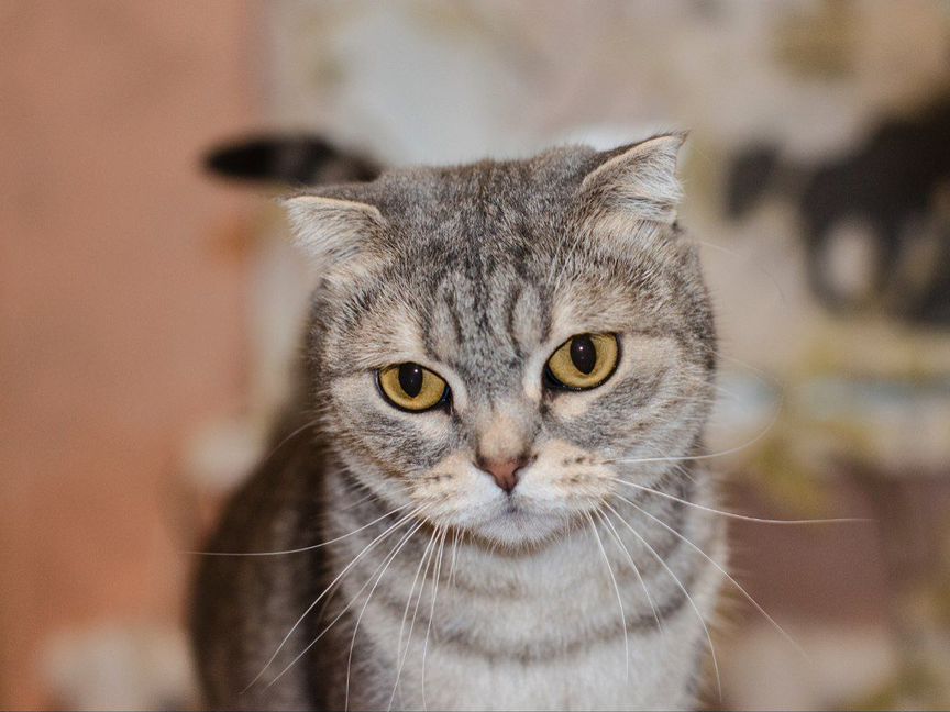 Британская вислоухая кошка