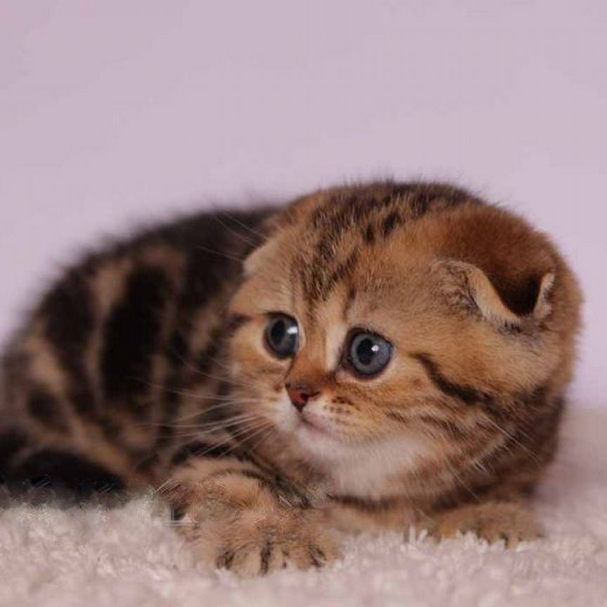Шотландские котята
