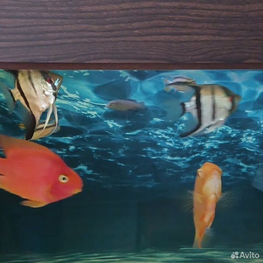 Рыба бесплатно отдам
