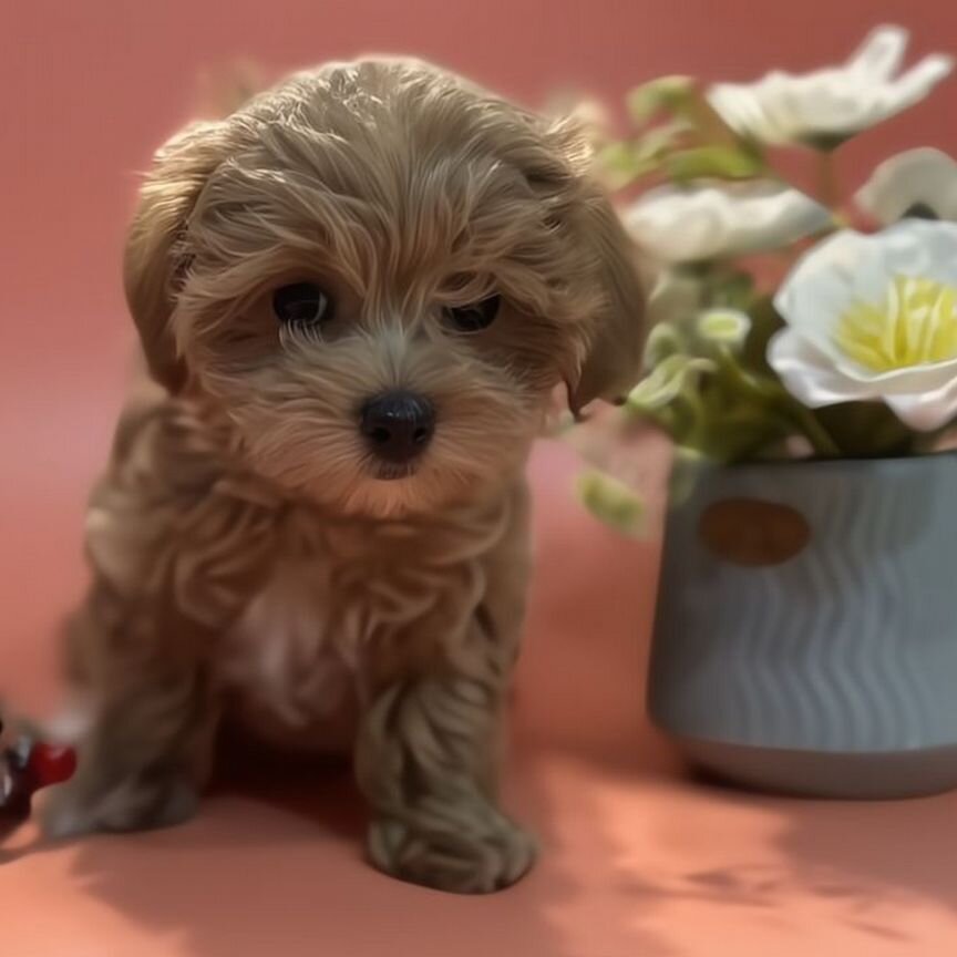 Мальтипу, щенок