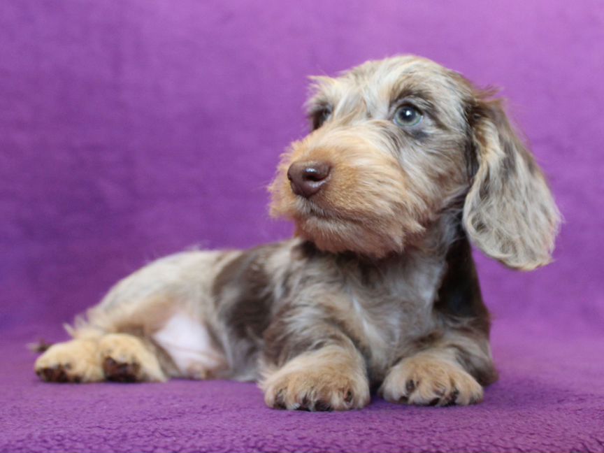 Такса кроличья жесткошерстная. Мальчик. РКФ