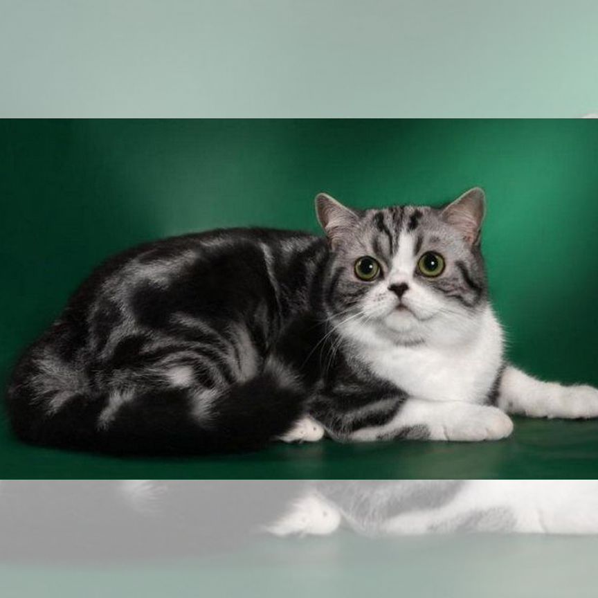 Шотландский прямоухий длинношёрстный котёнок