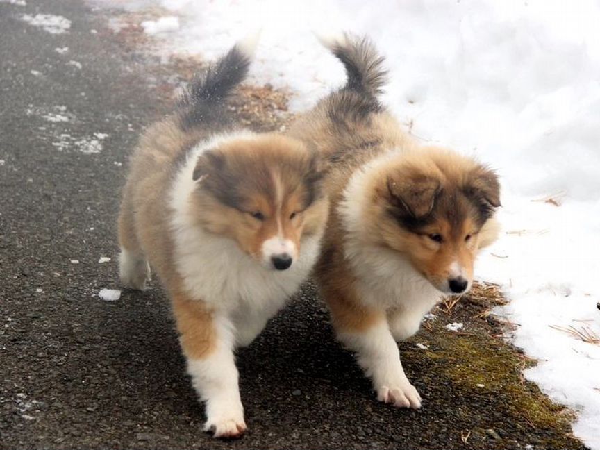 Колли