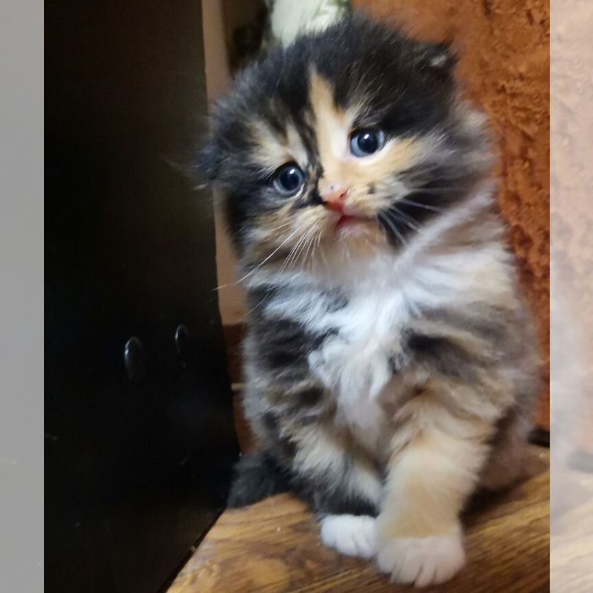 Шоколадные котята