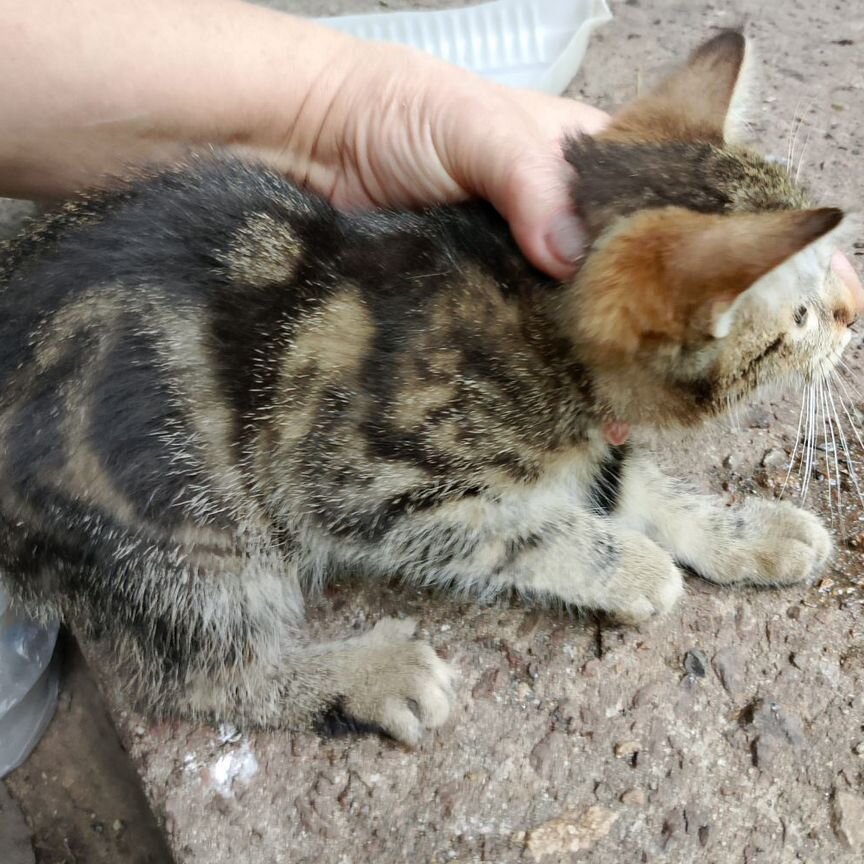Котята в добрые руки бесплатно девочка