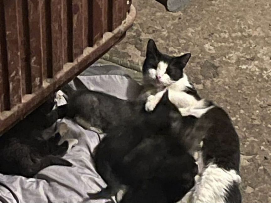 Кошка с котятами ждут помощи