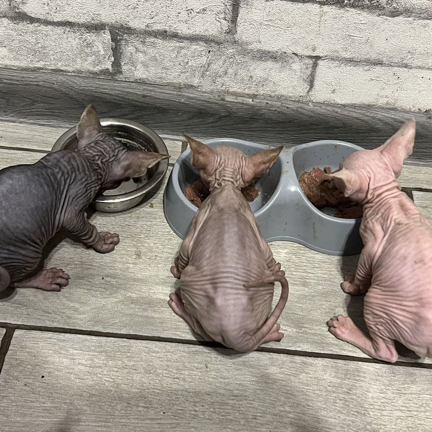 Канадский сфинкс котенок