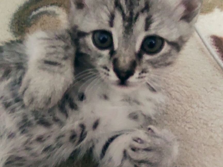 Серая полосатая котейка