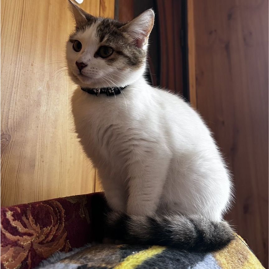 Кошка в добрые руки