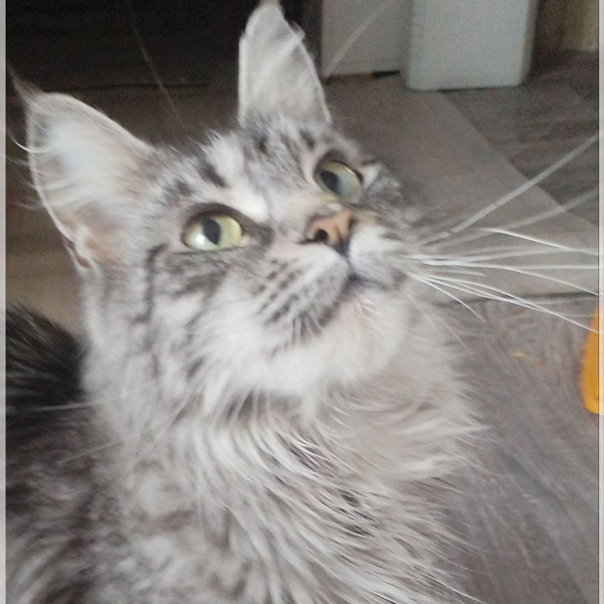 Мейн-кун, взрослая кошка