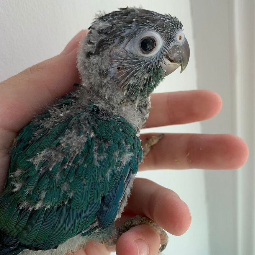 Попугай пиррура выкормыш