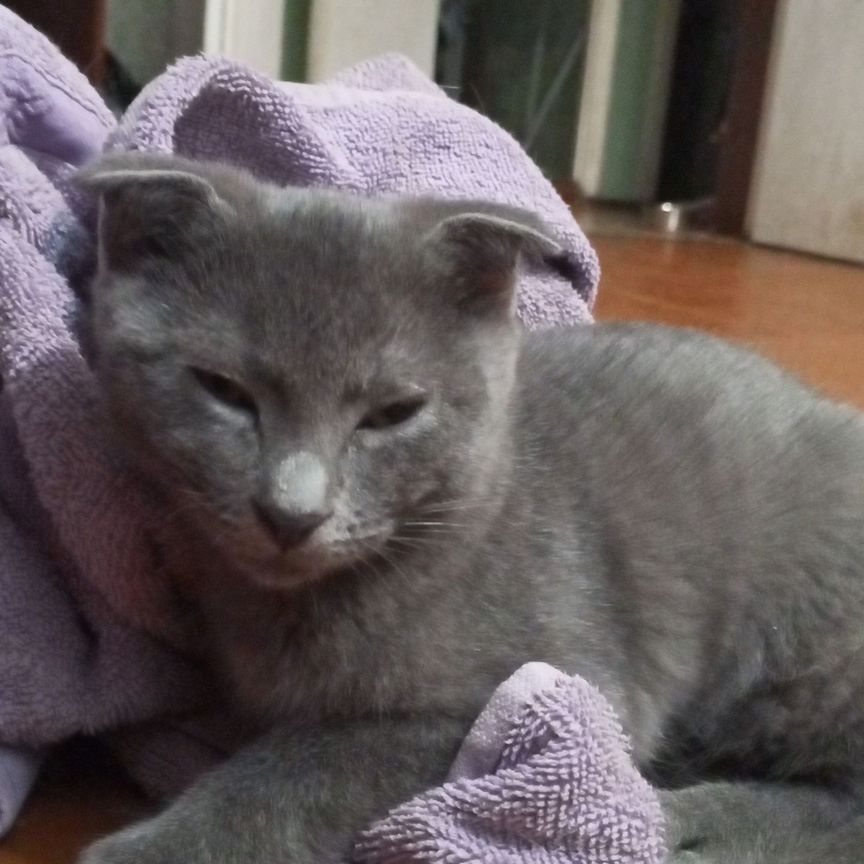Шатланская кошка