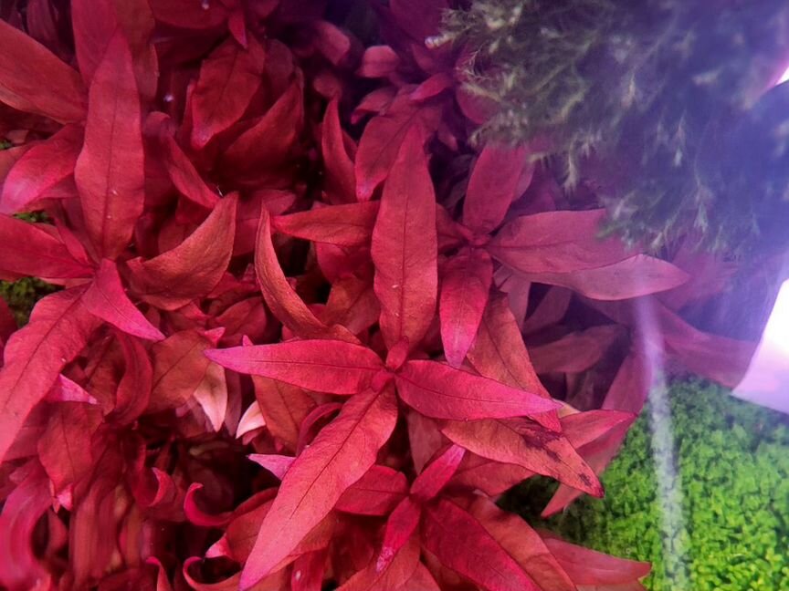 Альтернатера Рейнека мини