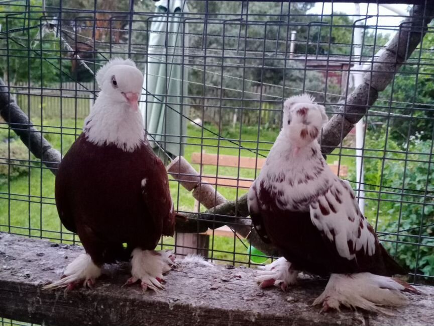 Голуби понятые вольерные