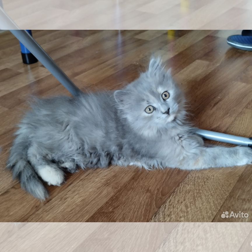 Кошечки в добрые руки