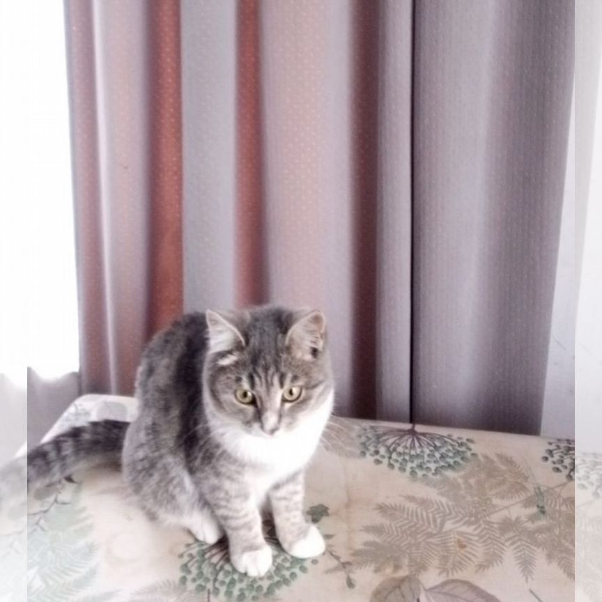 Ориентальный котёнок