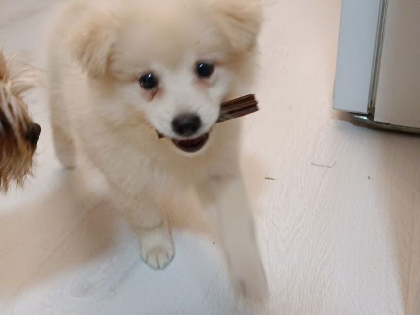Собака