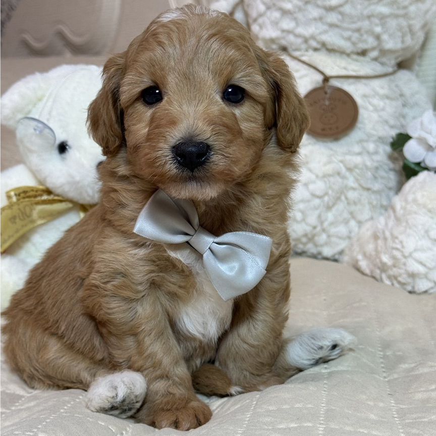 Мальтипу, щенок