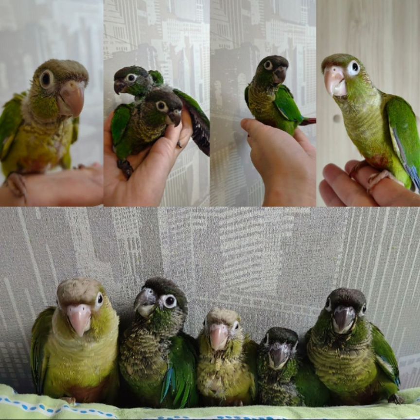 Попугай пиррура