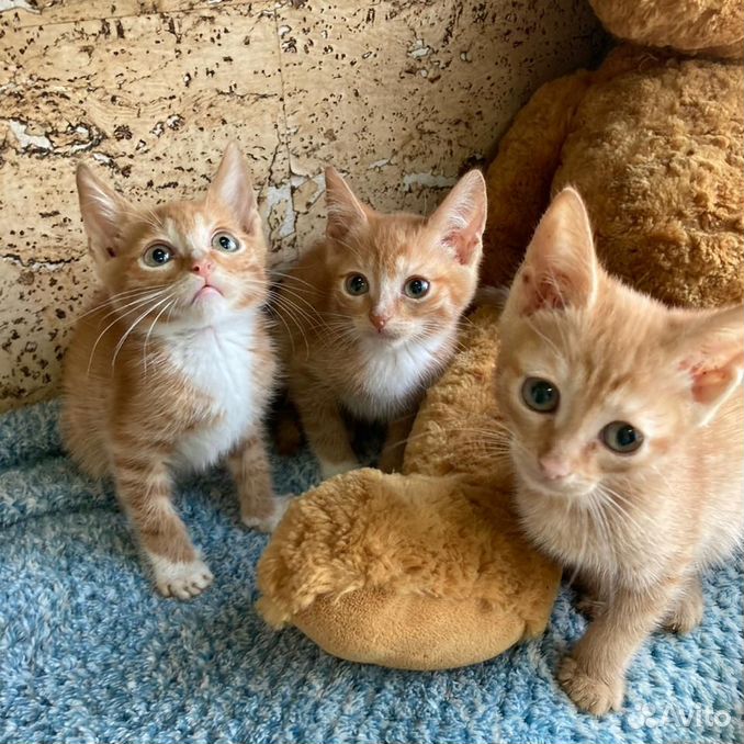 Рыжая банда ищет дом