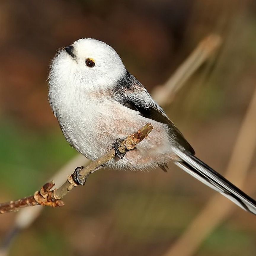 Длинохвостая синица