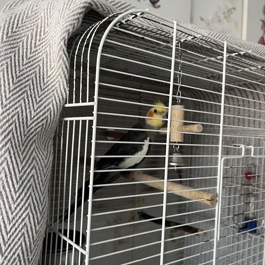 Попугай карелла с клеткой
