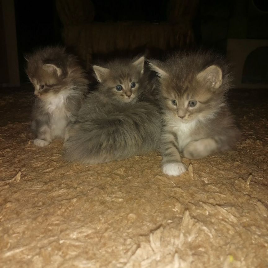 Продаем котят мейн -кун