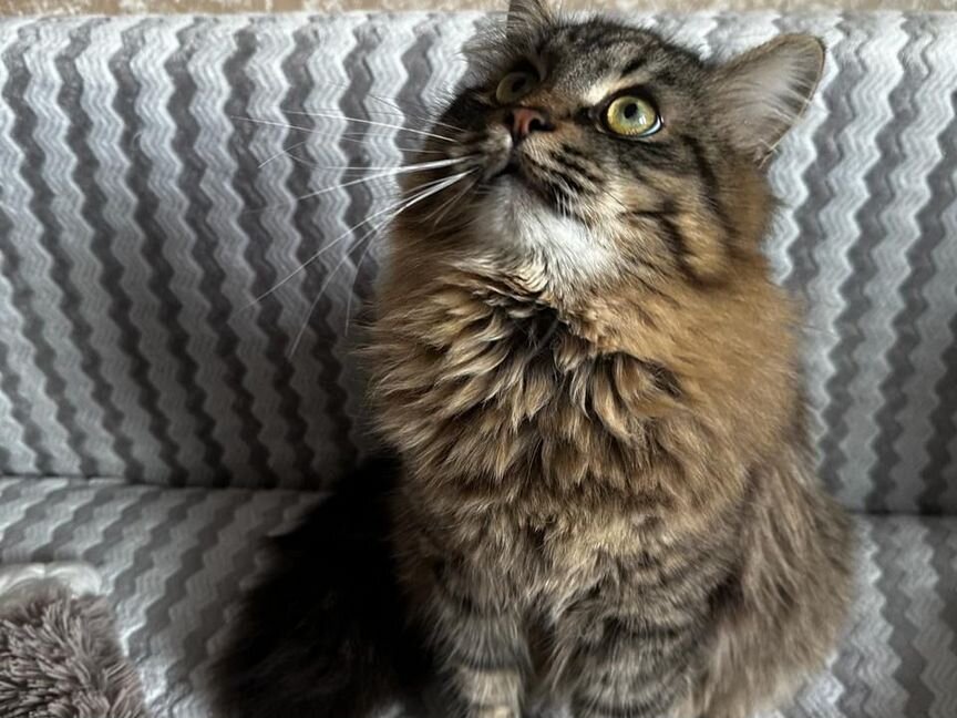 Кот регдолл