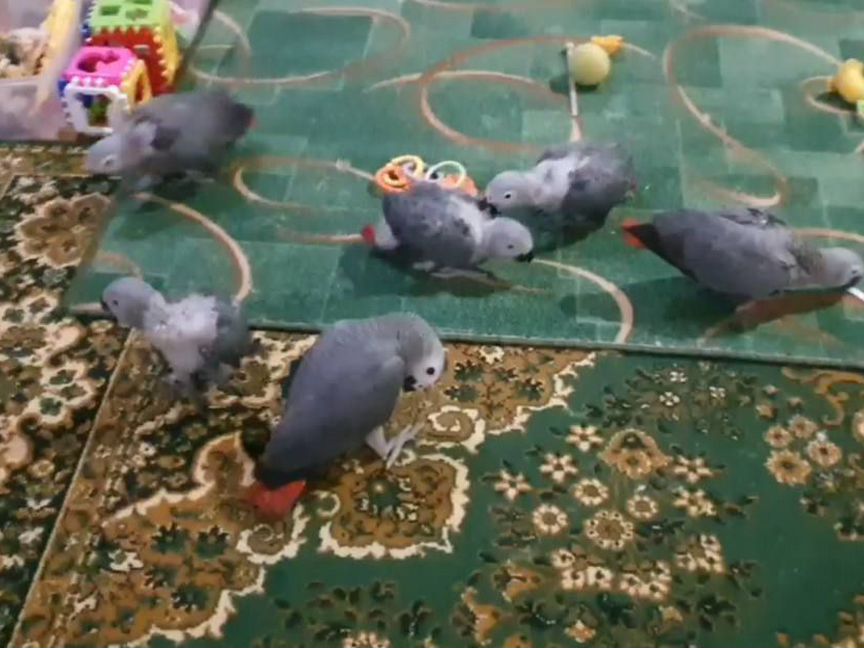 Птенцы говорящий попугай