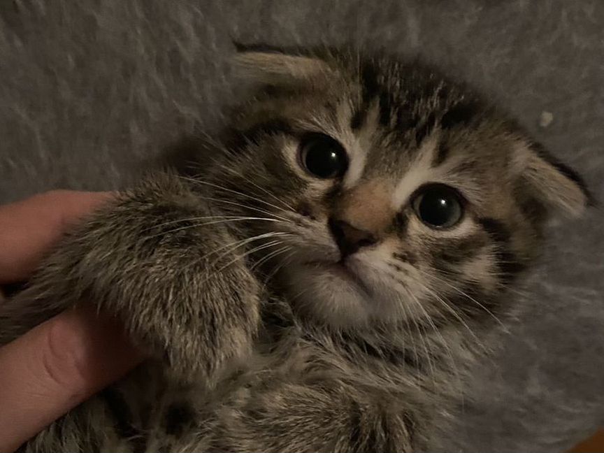 Вислоухие котята бесплатно