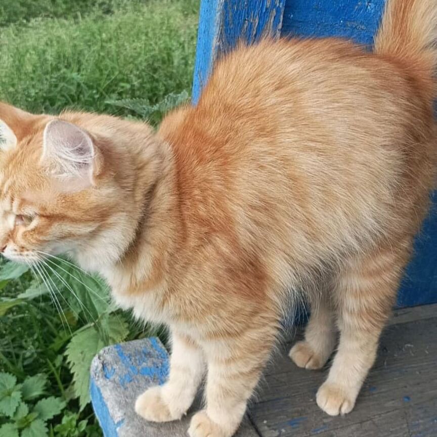 Кошка в хорошие руки