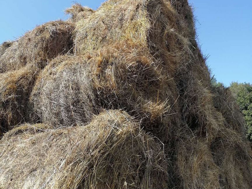Сено в рулонах 2023