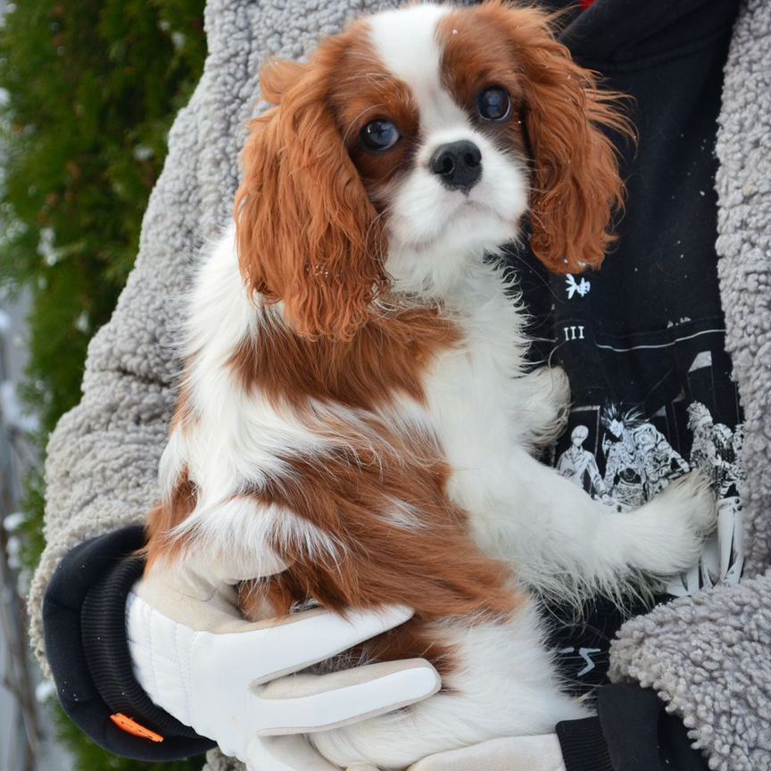 Кавалер кинг-чарльз-спаниель, щенок