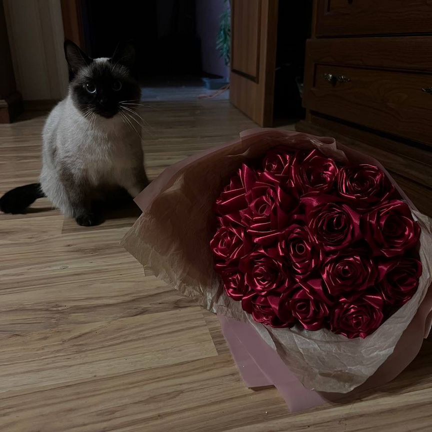 Сиамская кошка