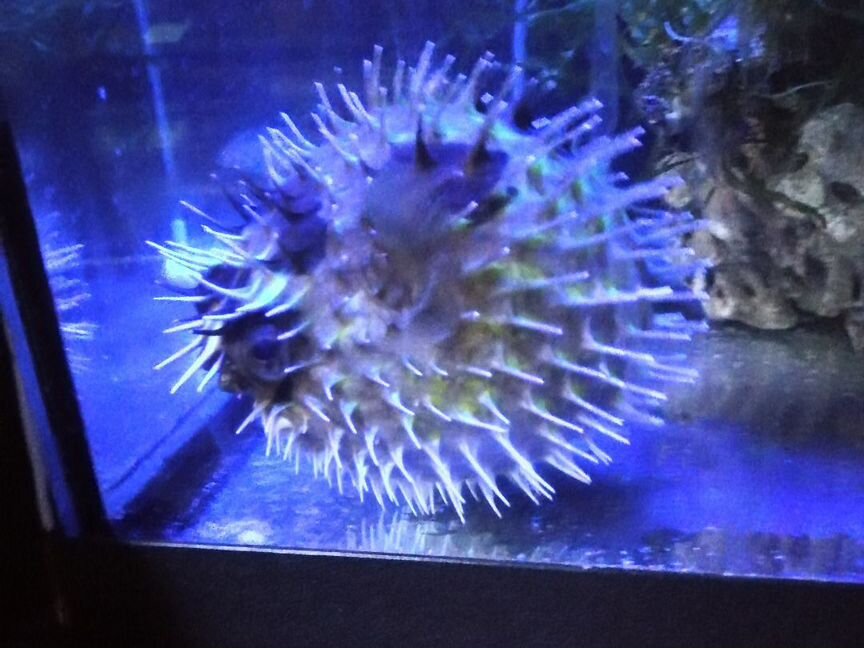 Аквариумные рыбки