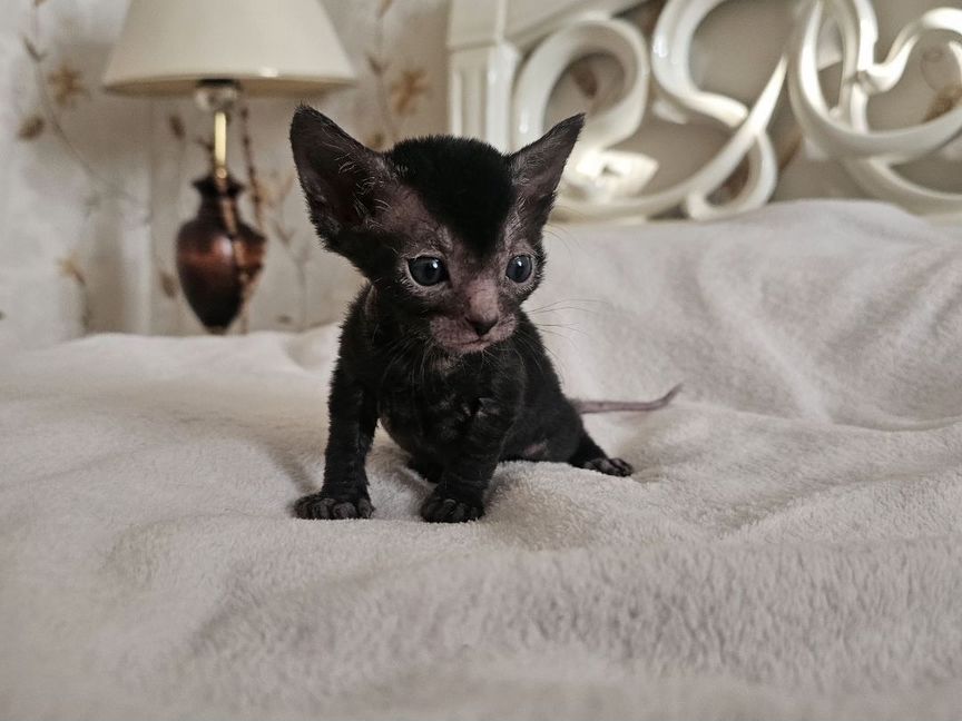 Ликой (девочка)