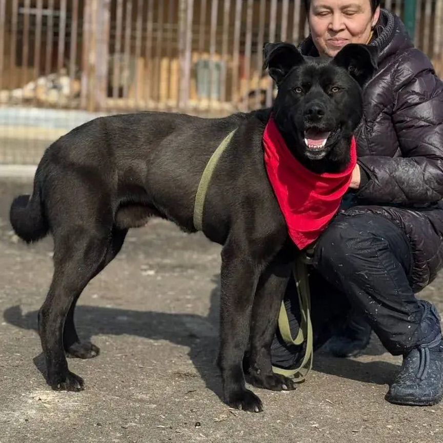 Взрослый пёс в добрые руки