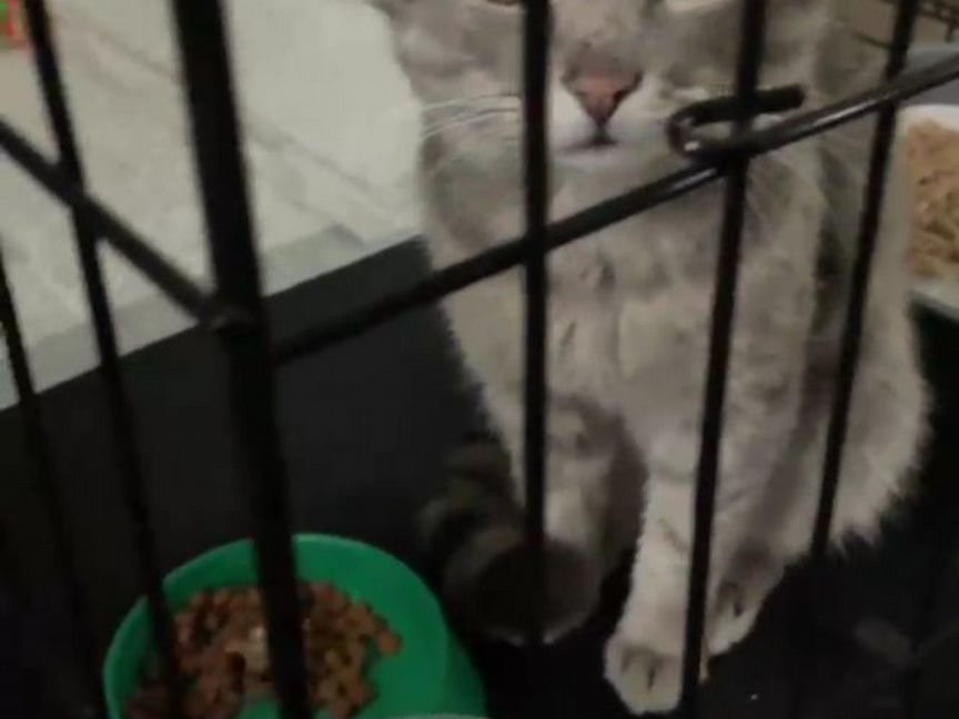 Котик в добрые руки