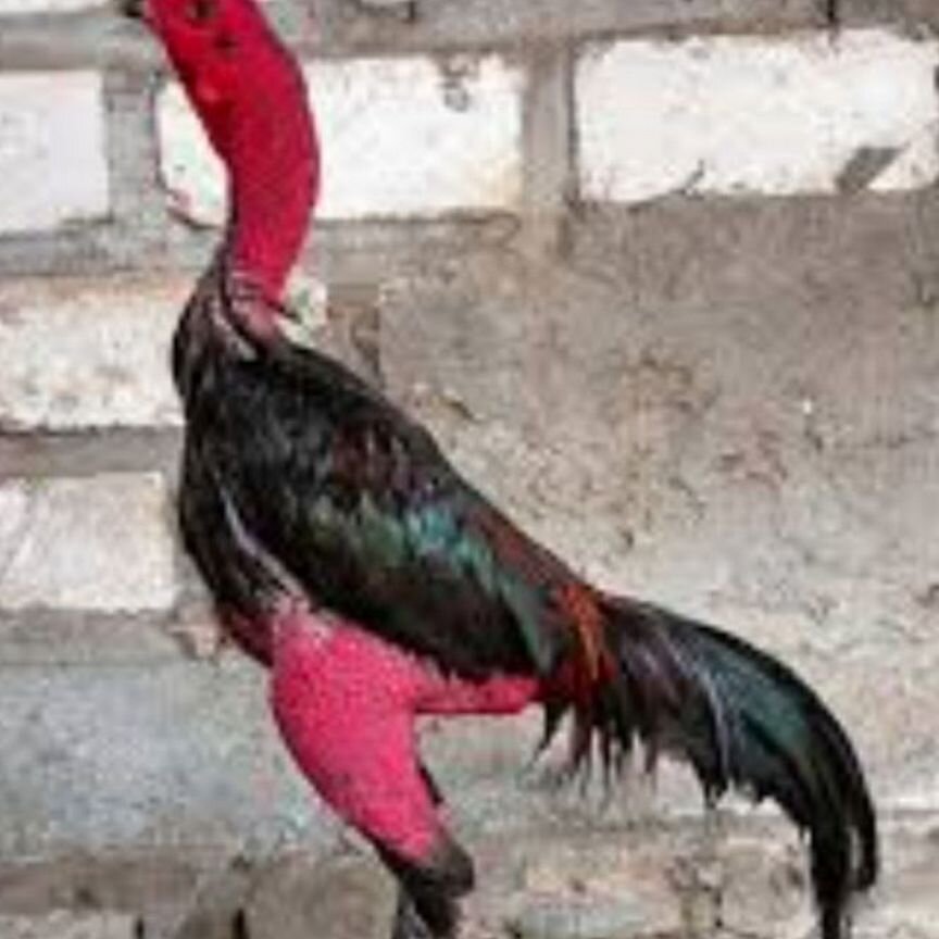 На продажу цыплята