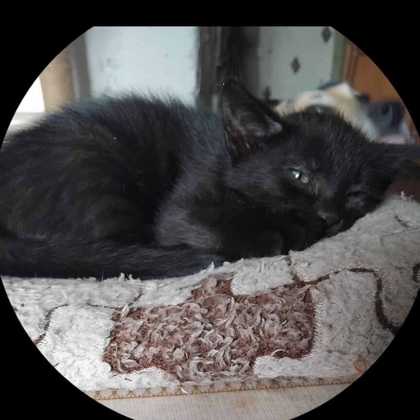 Котенок,мальчик 1,5 месяца