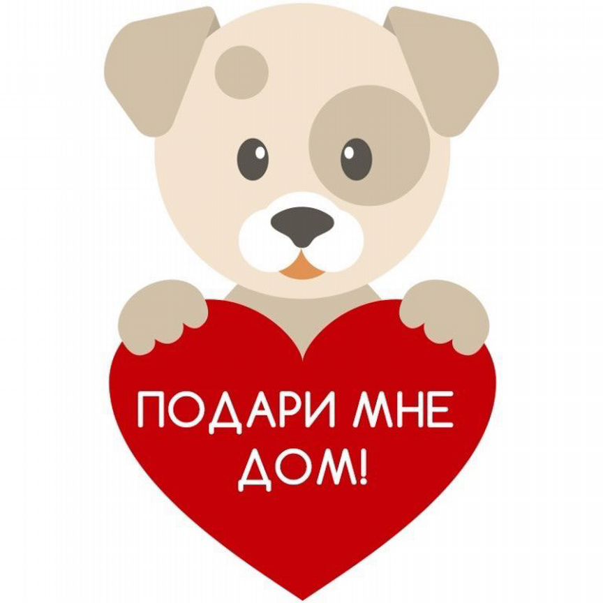 Отдам йорка